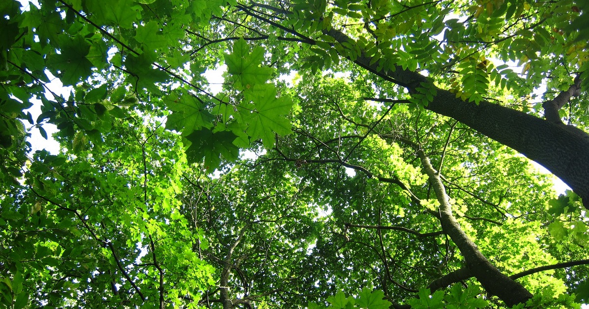 Have your say on Tree and Woodland Strategy - Frodsham Town Council